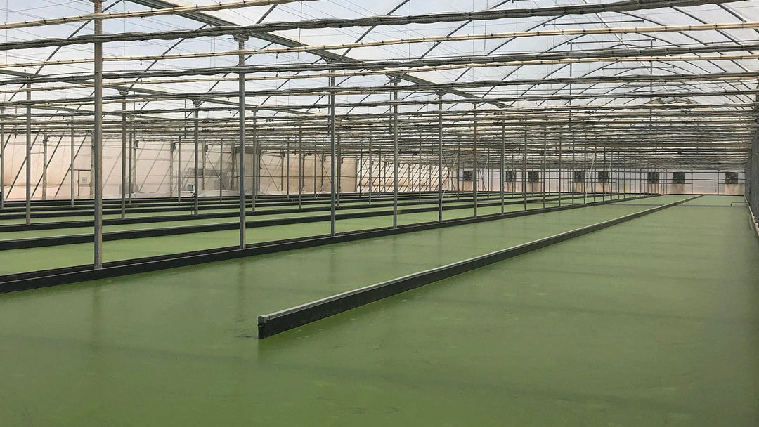 EatMankai – eatmankai-us