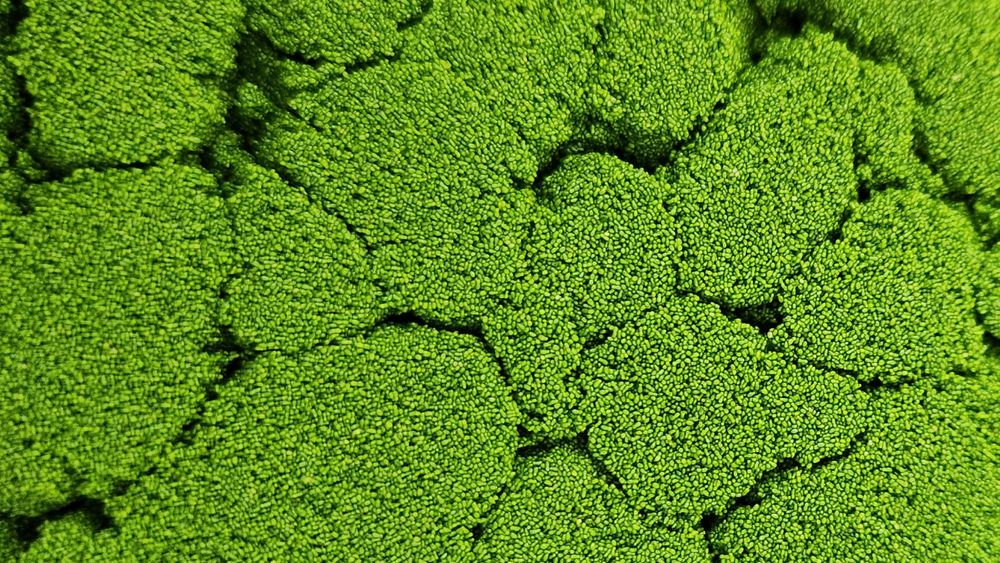 Meet Mankai Duckweed – eatmankai-us