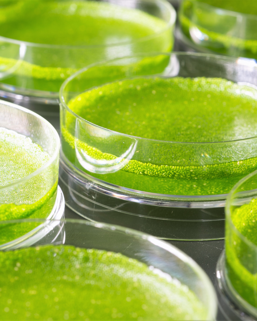 Meet Mankai Duckweed – eatmankai-us